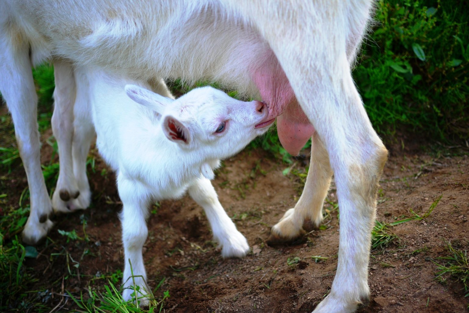 レンネットでカゼイン凝固 違いが分かるカッテージチーズ vol.1 – CARACARO